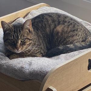 ZALYA- Chats pour adoption